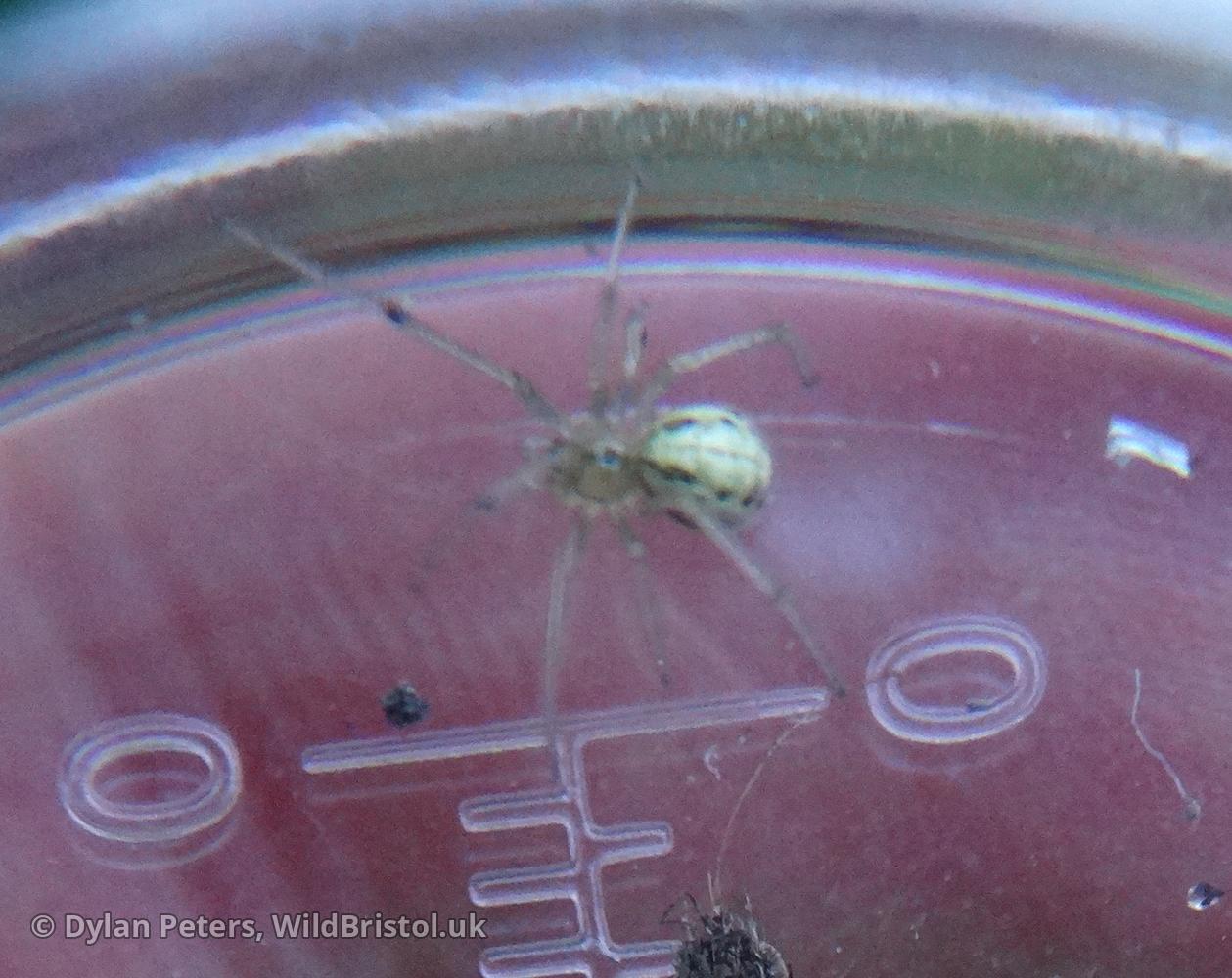 Common Candy-stiped Spider - (Enoplognatha ovata) - Species ...