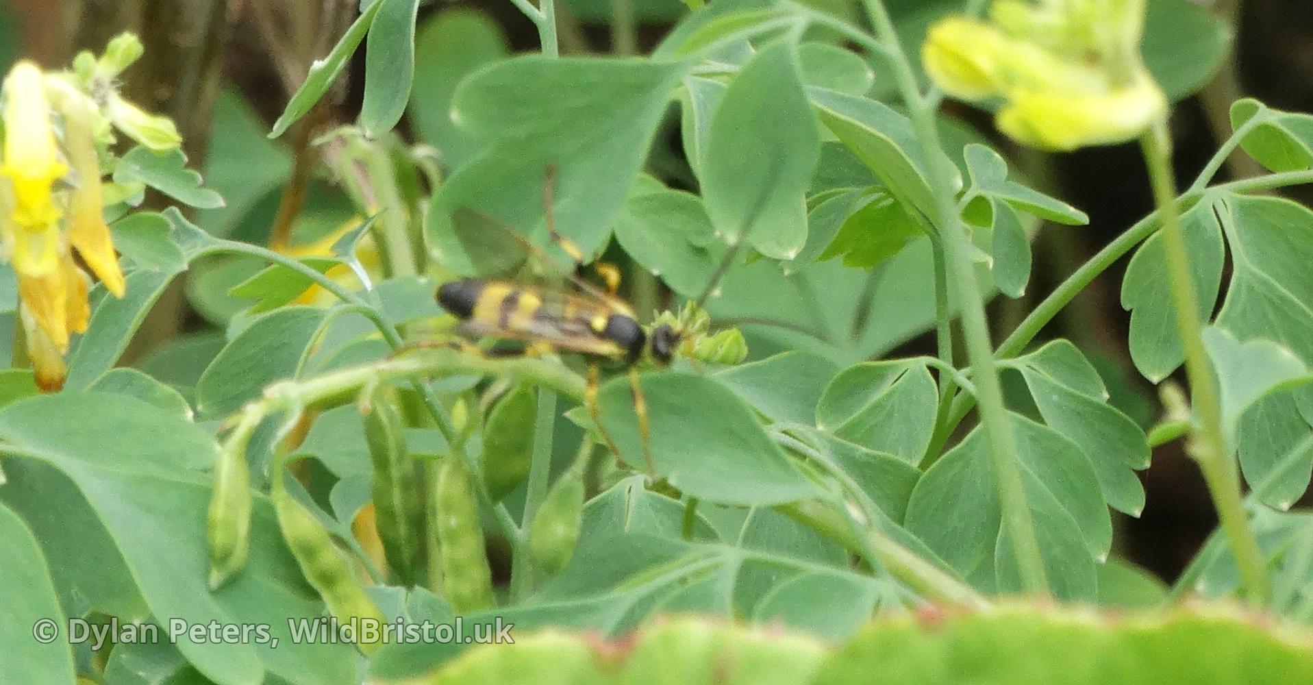 Toothed Tiger Ichneumon Wasp - (Amblyteles armatorius) - Species ...