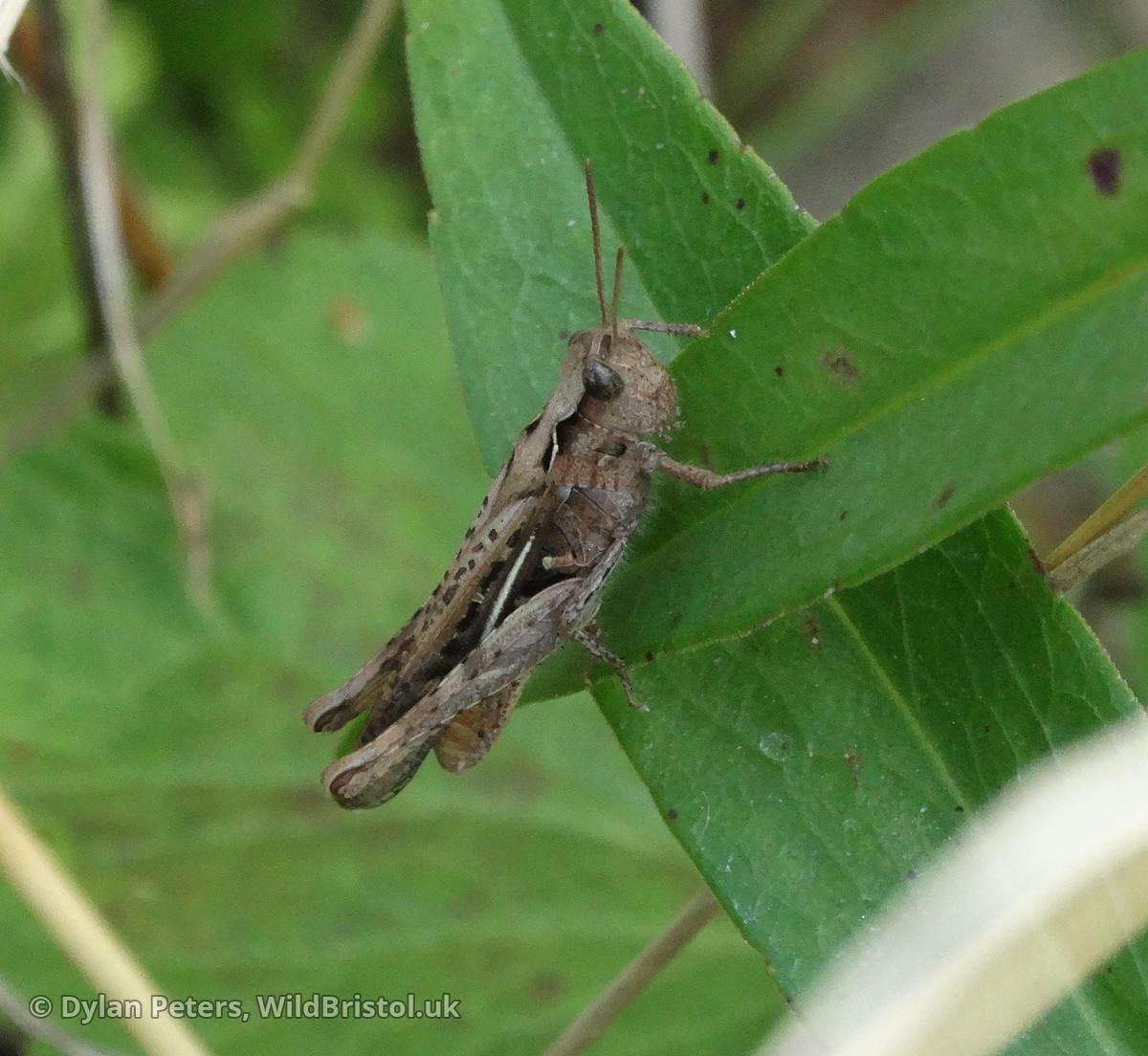 Common Field Grasshopper - (Chorthippus brunneus) - Species ...