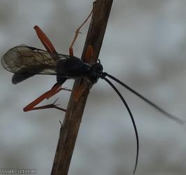 Black Slip Wasp - (Pimpla rufipes) - Species - WildBristol.uk