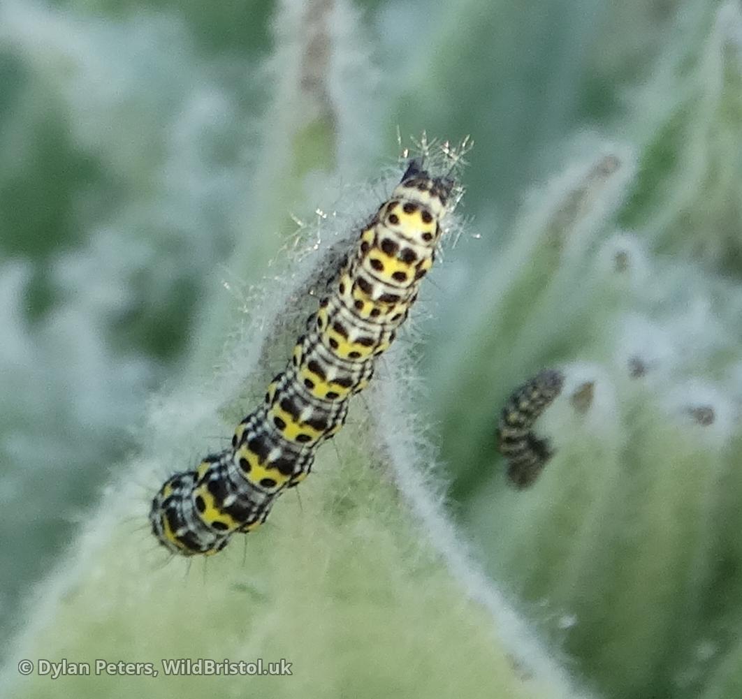 Mullein Moth - (Cucullia verbasci) - Species - WildBristol.uk