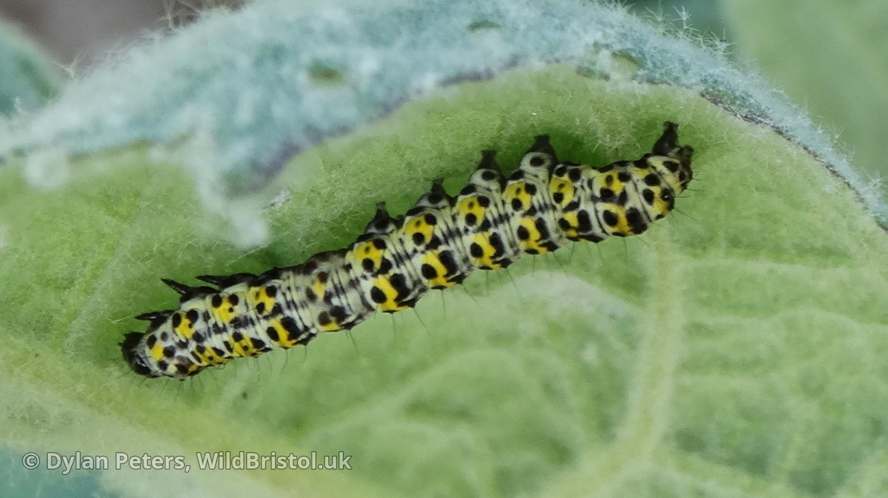 Mullein Moth - (Cucullia verbasci) - Species - WildBristol.uk