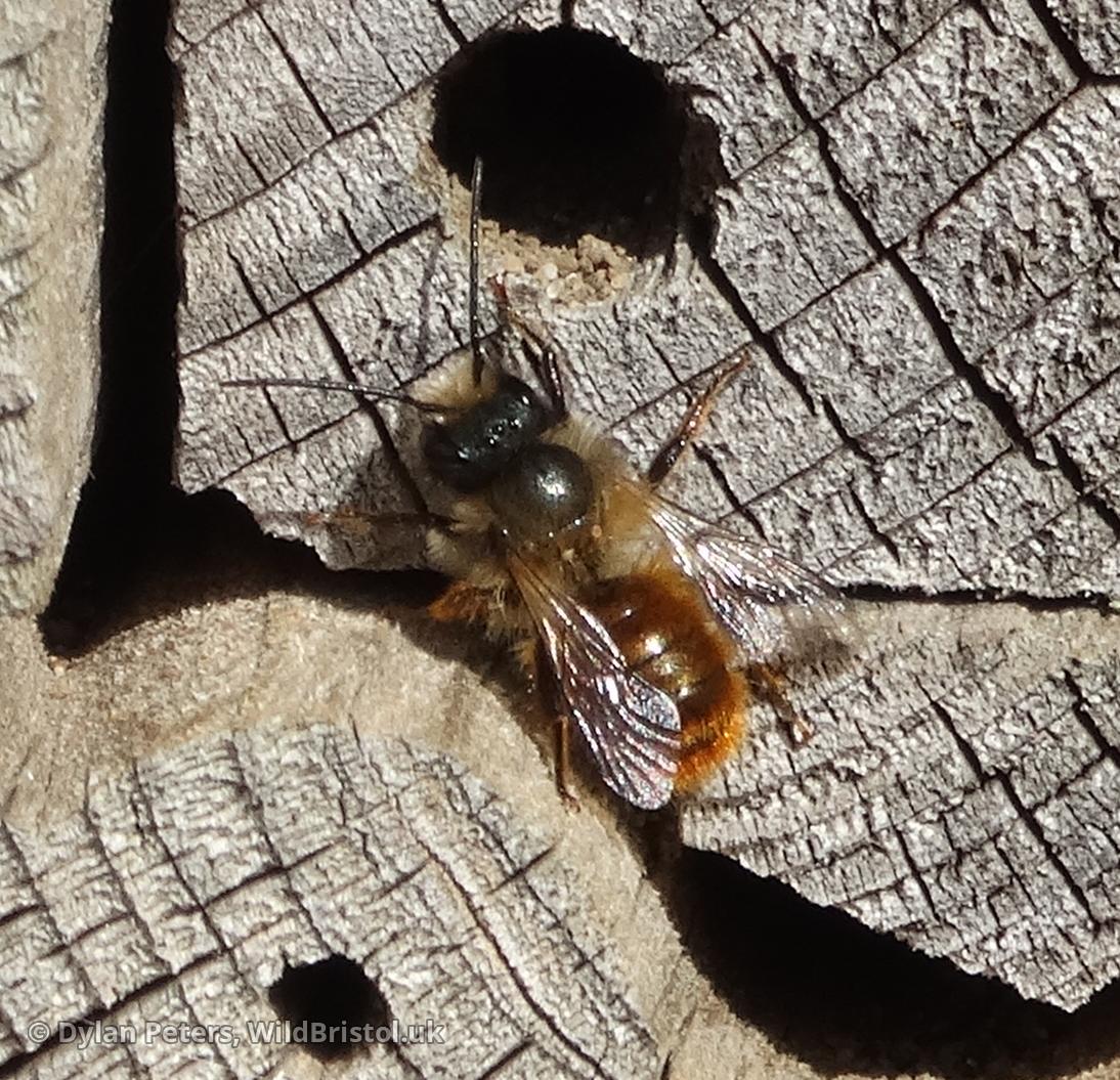 Red Mason Bee - (Osmia bicornis) - Species - WildBristol.uk