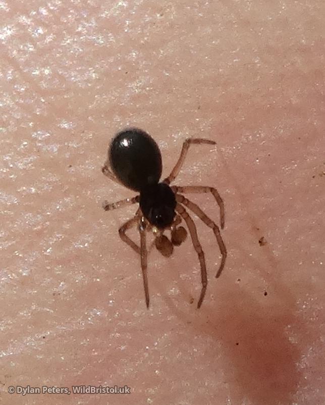 Erigone atra - (Erigone atra) - Species - WildBristol.uk