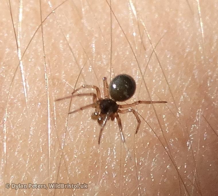 Erigone atra - (Erigone atra) - Species - WildBristol.uk