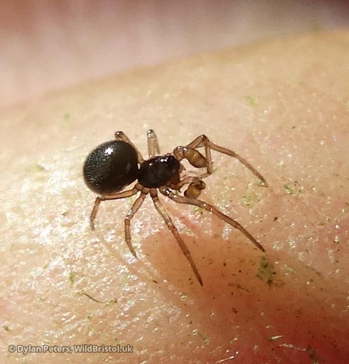 Erigone atra - (Erigone atra) - Species - WildBristol.uk