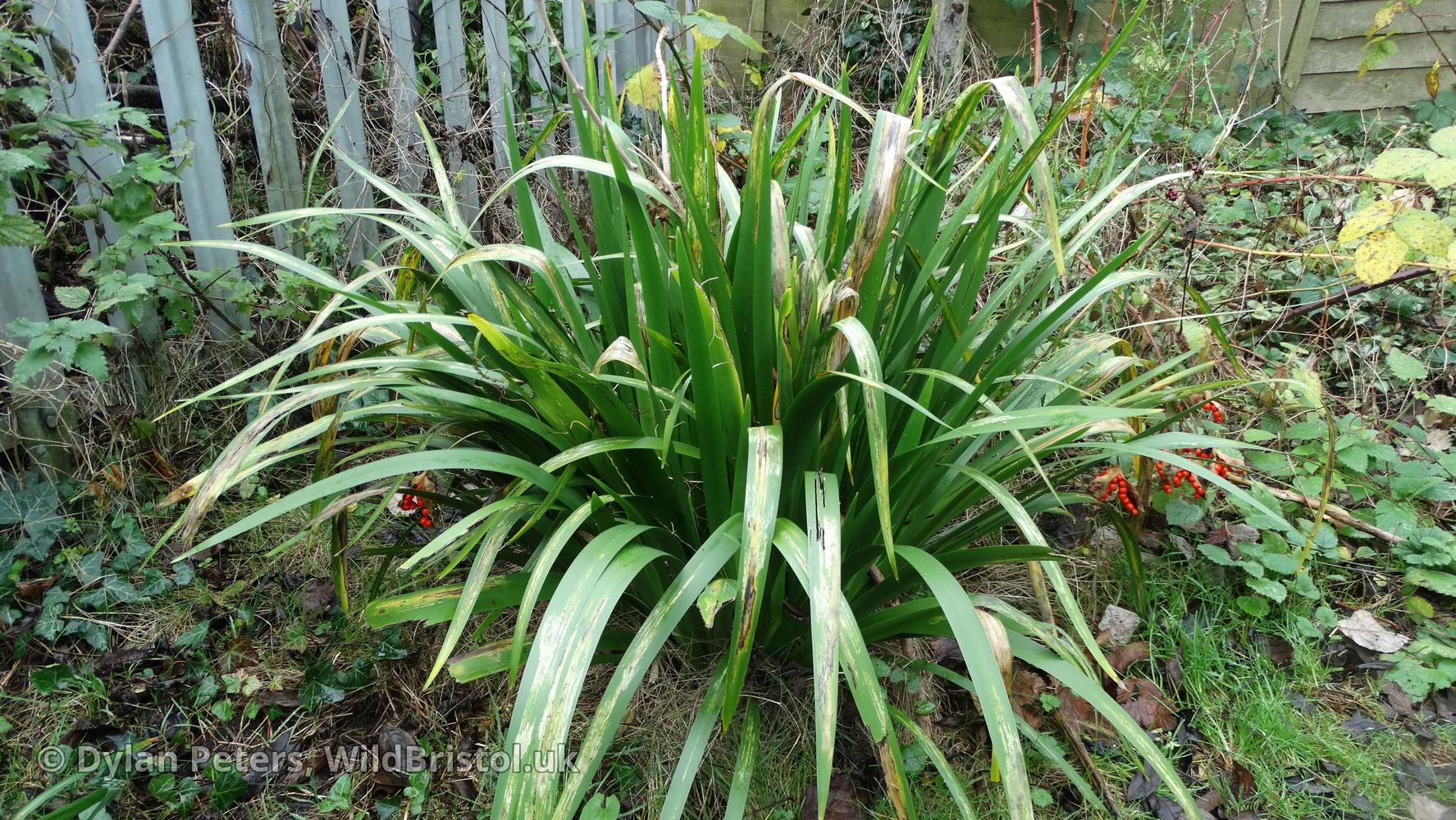 Stinking Iris - (Iris foetidissima) - Species - WildBristol.uk