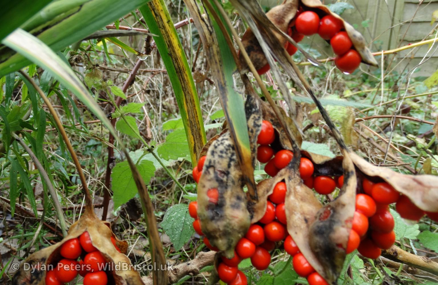 Stinking Iris - (Iris foetidissima) - Species - WildBristol.uk