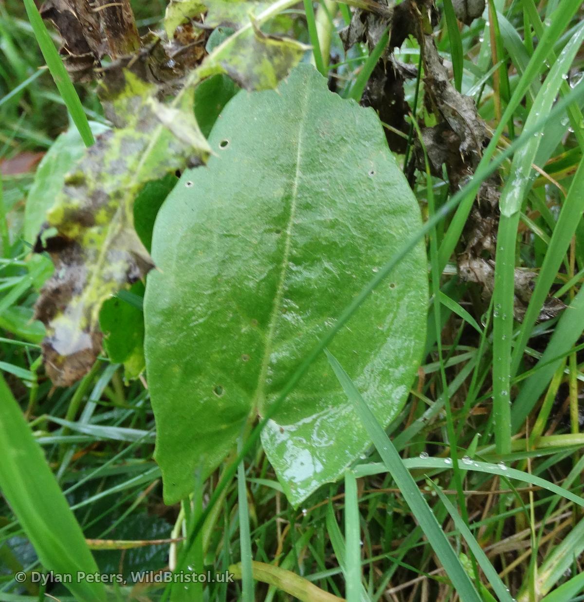Common Sorrel - (Rumex acetosa) - Species - WildBristol.uk