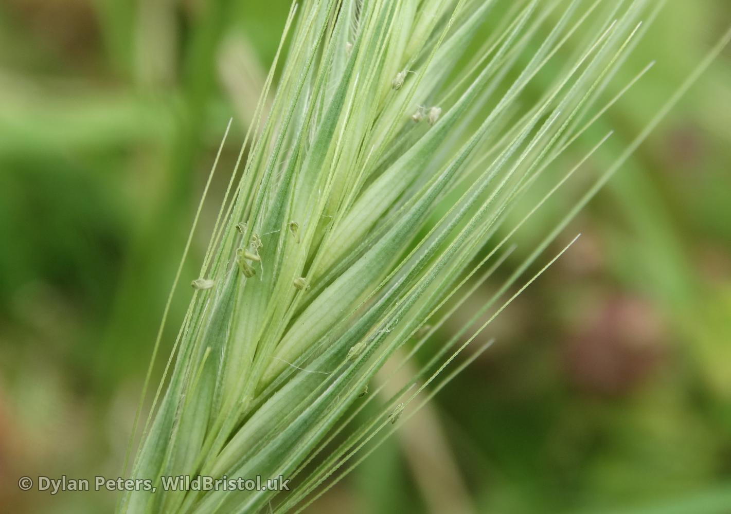Wall Barley - (Hordeum murinum) - Species - WildBristol.uk