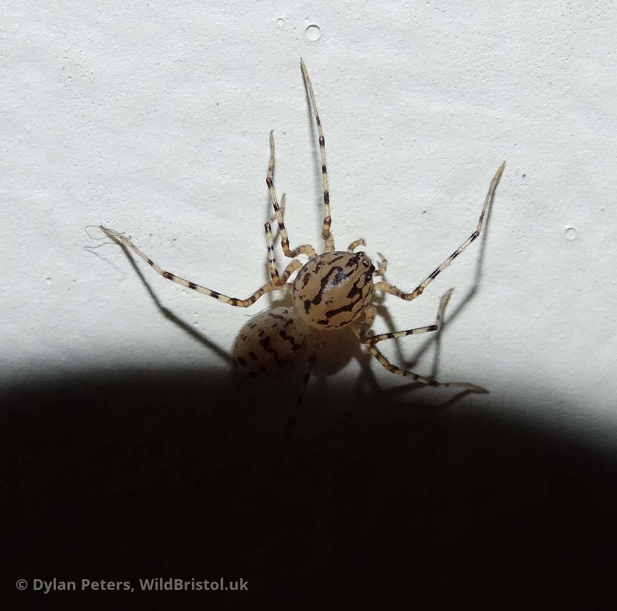 Spitting Spider - (Scytodes thoracica) - Species - WildBristol.uk