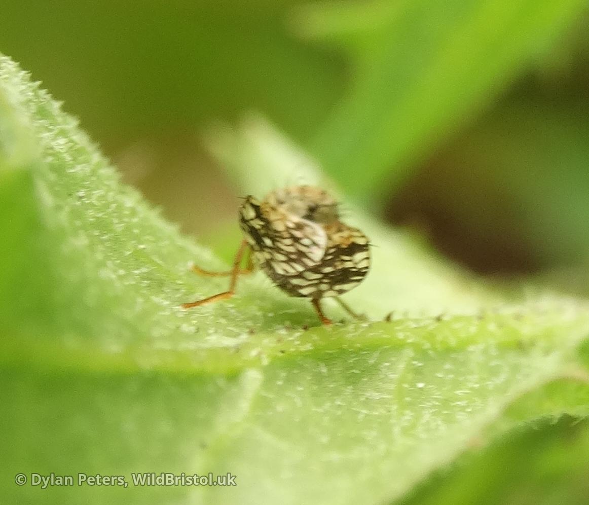 Tephritis neesii - (Tephritis neesii) - Species - WildBristol.uk