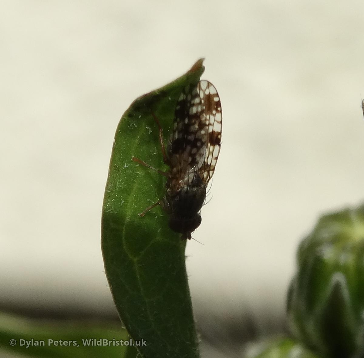 Tephritis neesii - (Tephritis neesii) - Species - WildBristol.uk