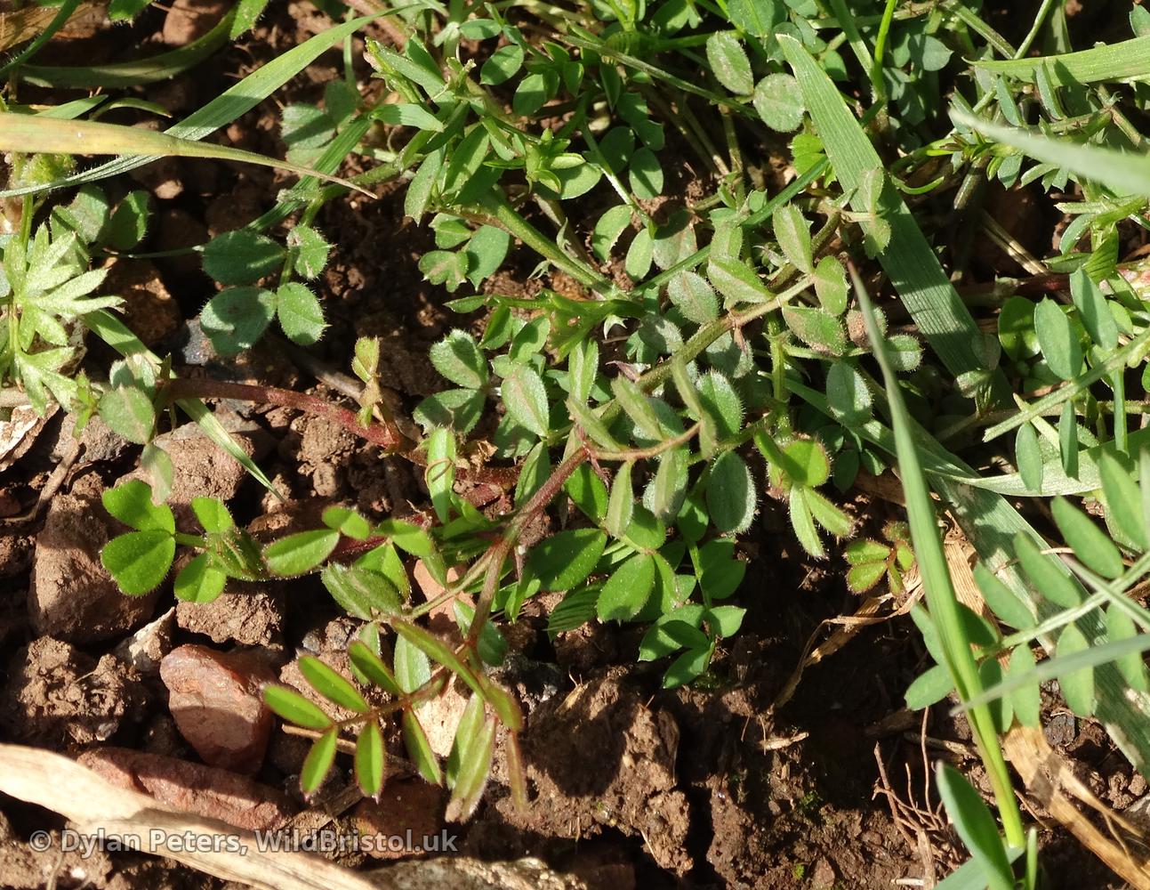 Common Vetch - (Vicia sativa) - Species - WildBristol.uk