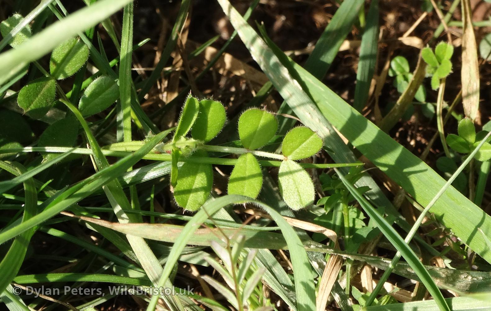 Common Vetch - (Vicia sativa) - Species - WildBristol.uk