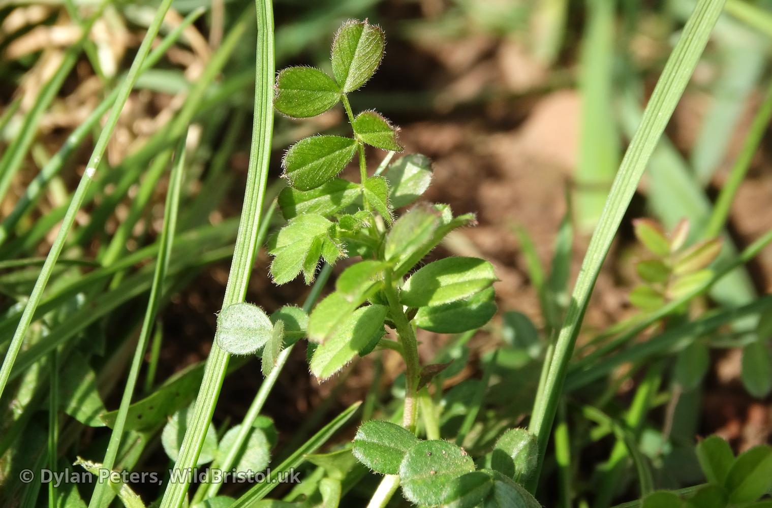 Common Vetch - (Vicia sativa) - Species - WildBristol.uk