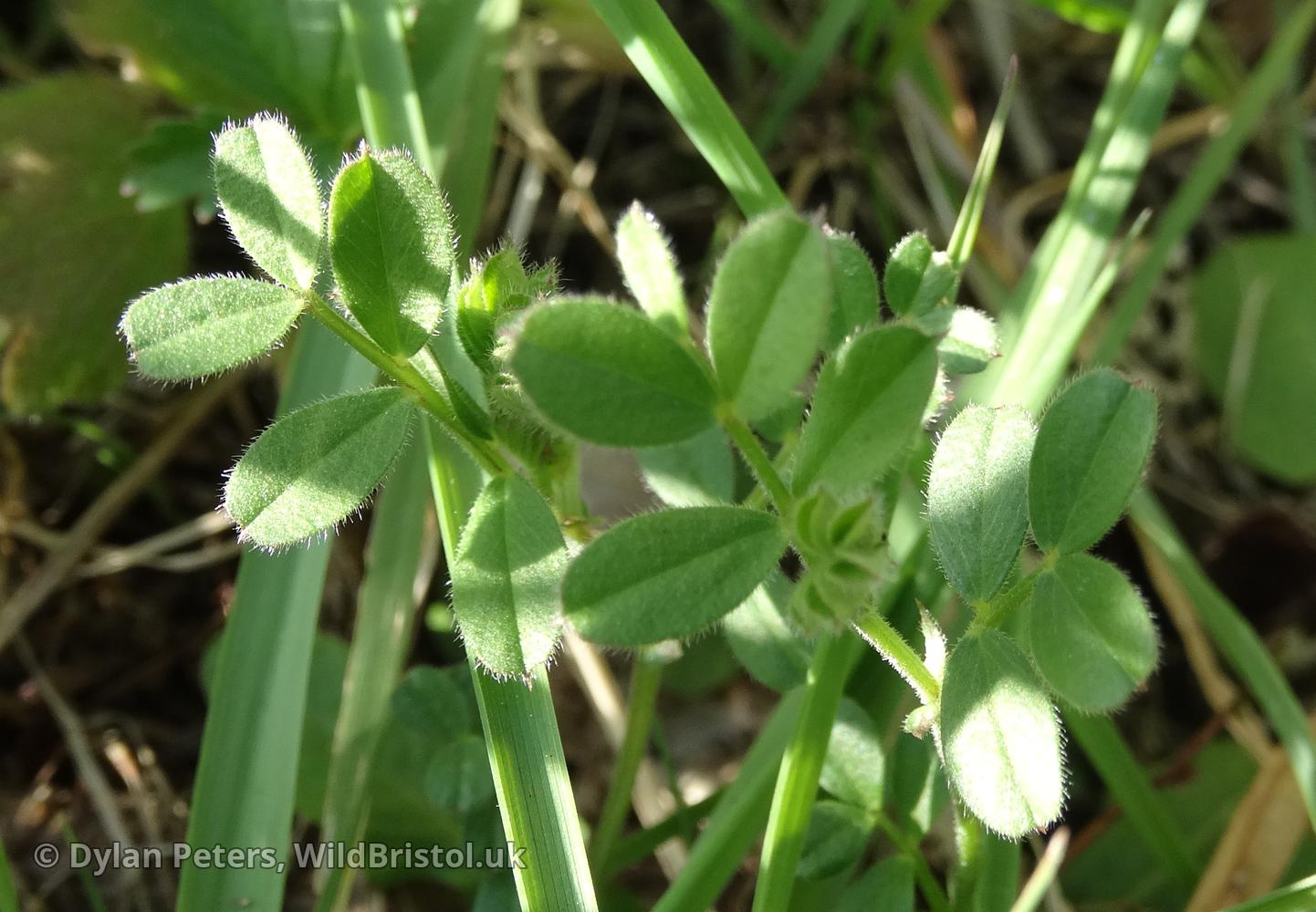 Common Vetch - (Vicia sativa) - Species - WildBristol.uk