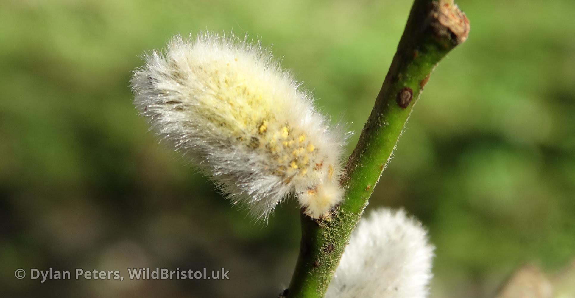 Grey Willow - (Salix cinerea subsp. oleifolia) - Species - WildBristol.uk