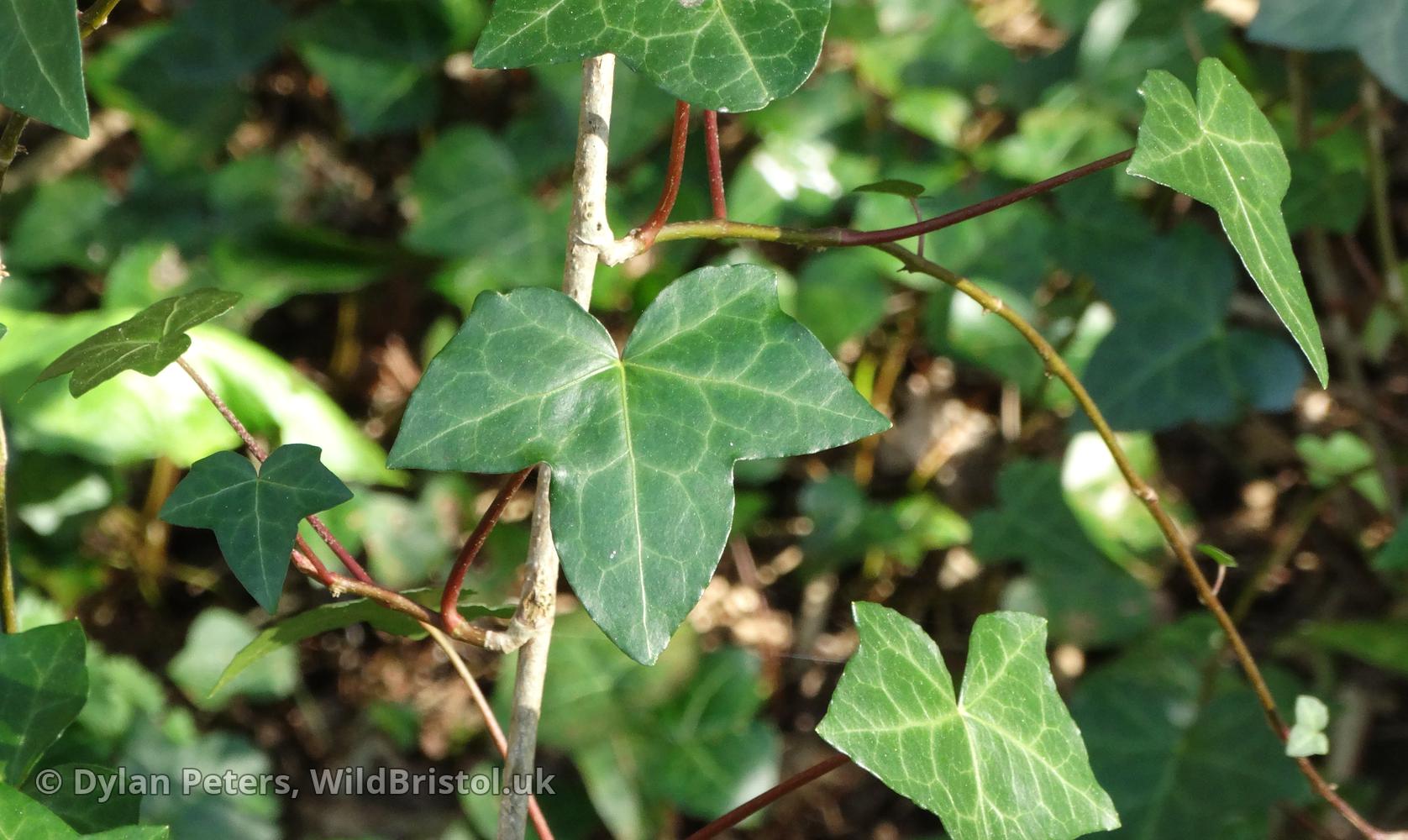 Common Ivy - (Hedera helix ssp. helix) - Species - WildBristol.uk