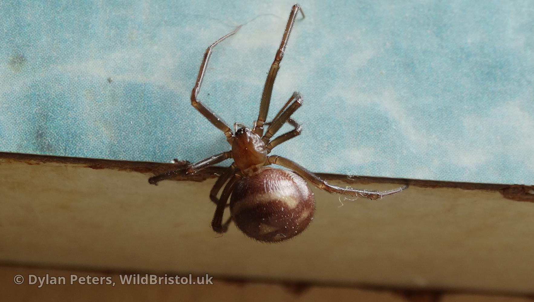 Cupboard Spider - (Steatoda grossa) - Species - WildBristol.uk