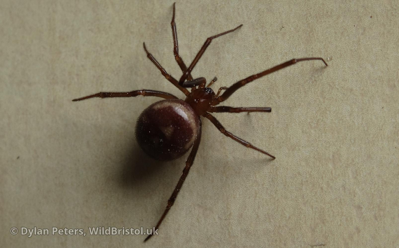Cupboard Spider - (Steatoda grossa) - Species - WildBristol.uk