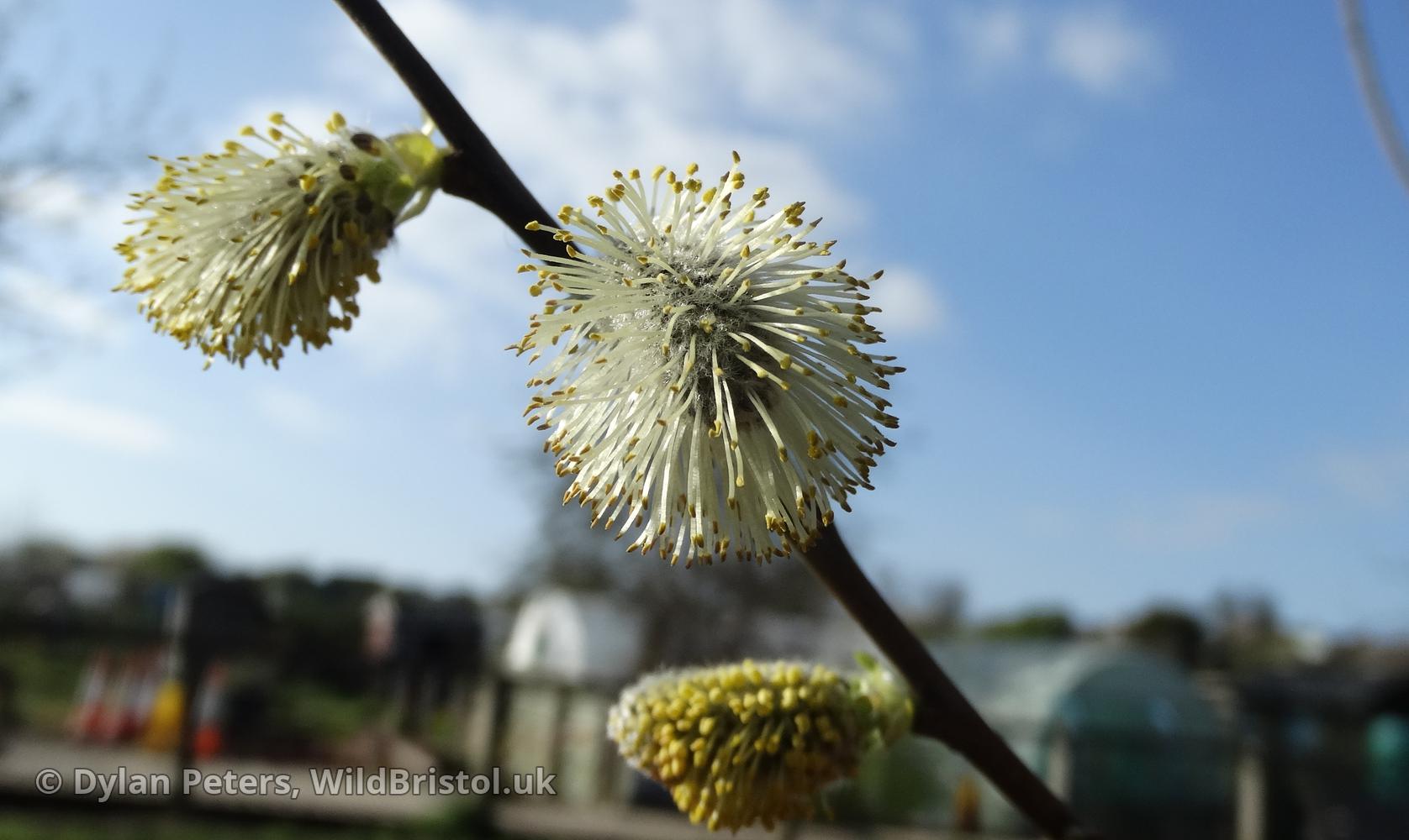 Grey Willow - (Salix cinerea subsp. oleifolia) - Species - WildBristol.uk