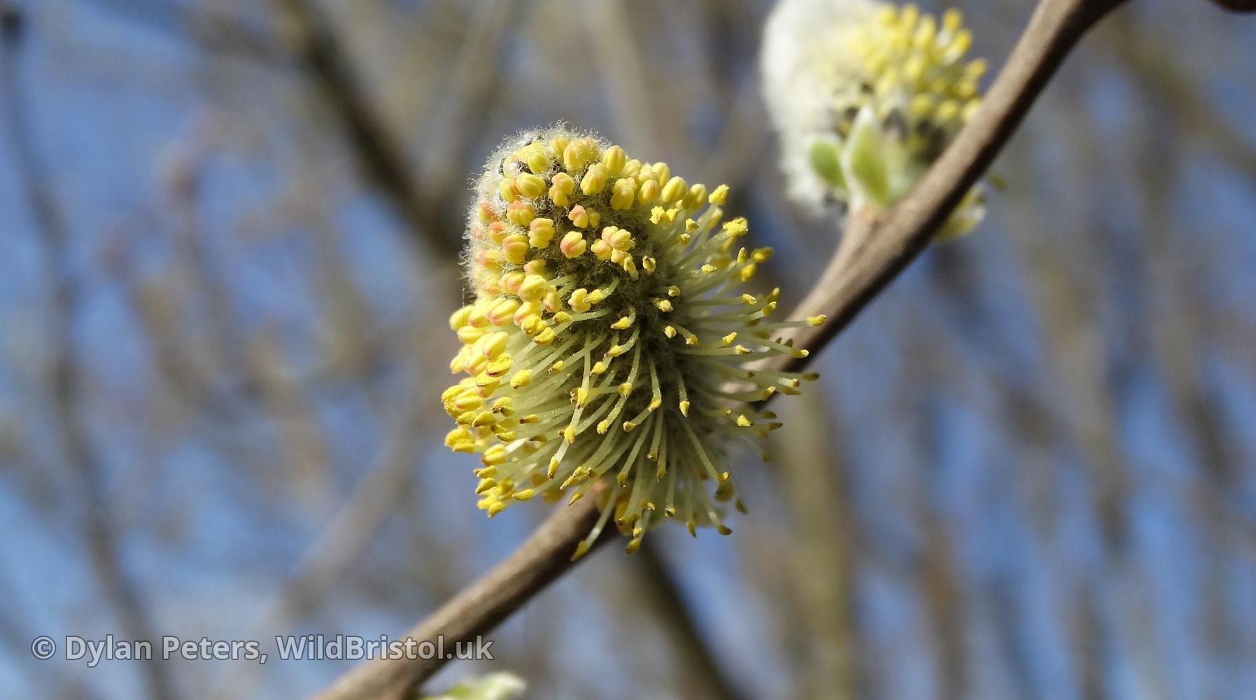 Grey Willow - (Salix cinerea subsp. oleifolia) - Species - WildBristol.uk