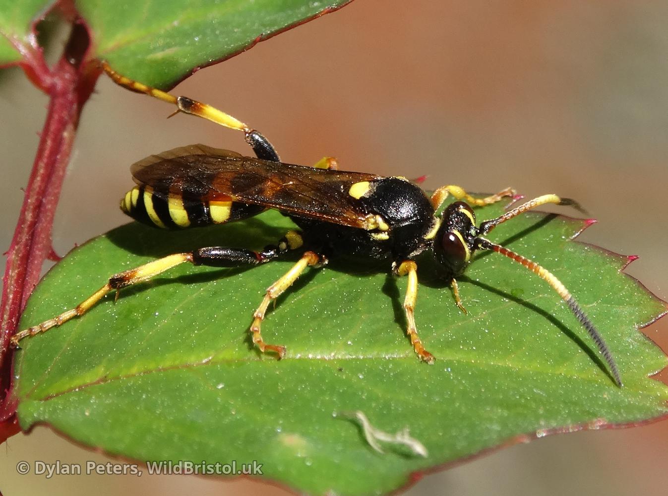 Tiger Ichneumon Wasp - (Ichneumon xanthorius) - Species - WildBristol.uk