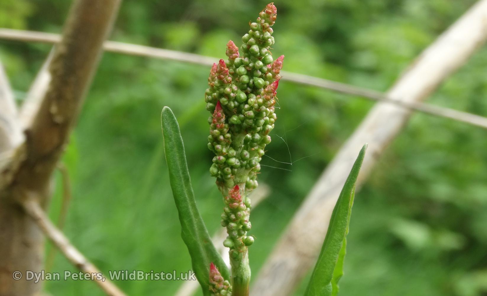 Common Sorrel - (Rumex acetosa) - Species - WildBristol.uk