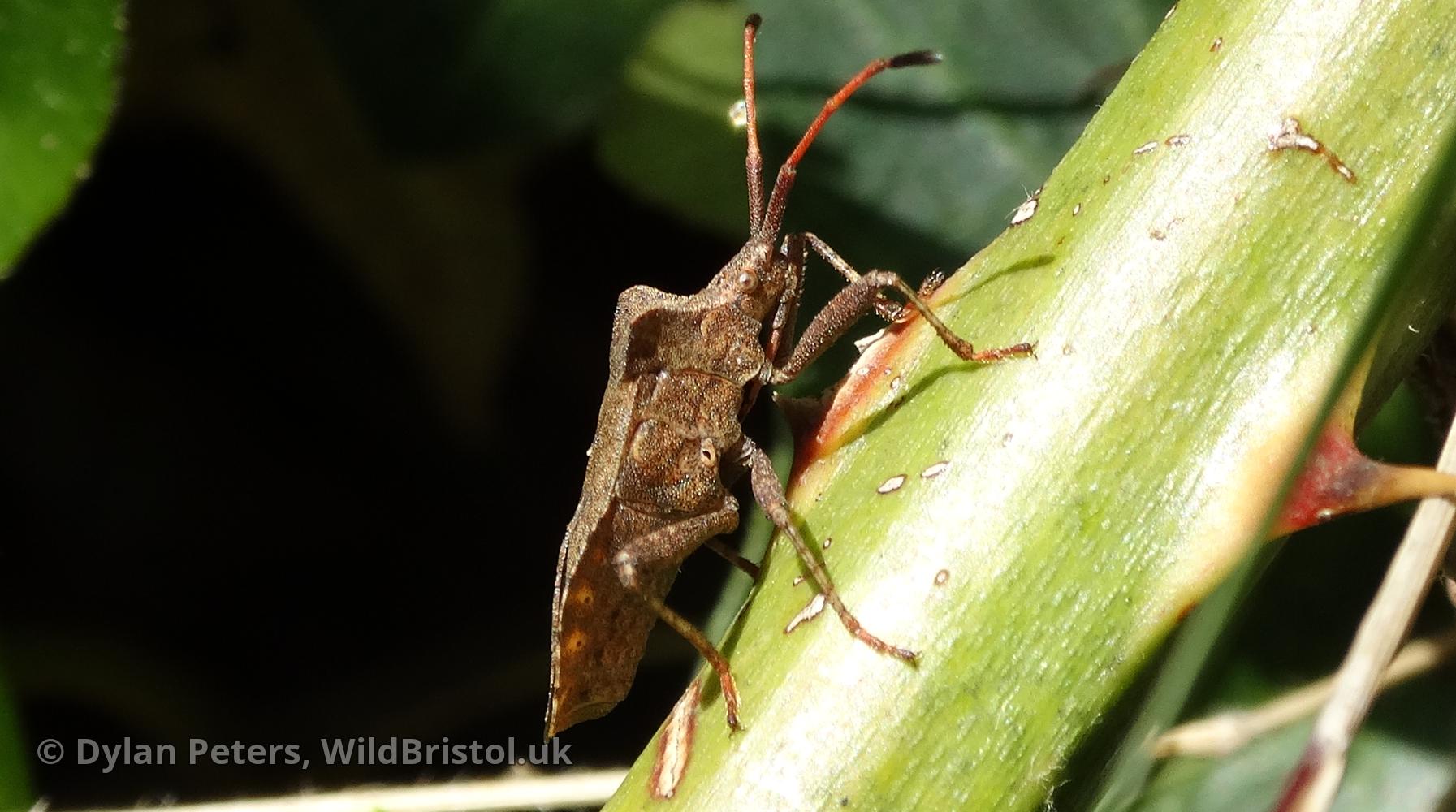 Dock Bug - (Coreus marginatus) - Species - WildBristol.uk