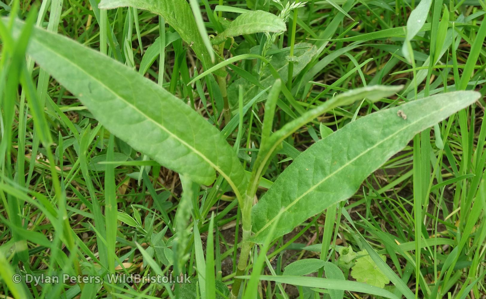 Pale Persicaria - (Persicaria lapathifolia) - Species - WildBristol.uk