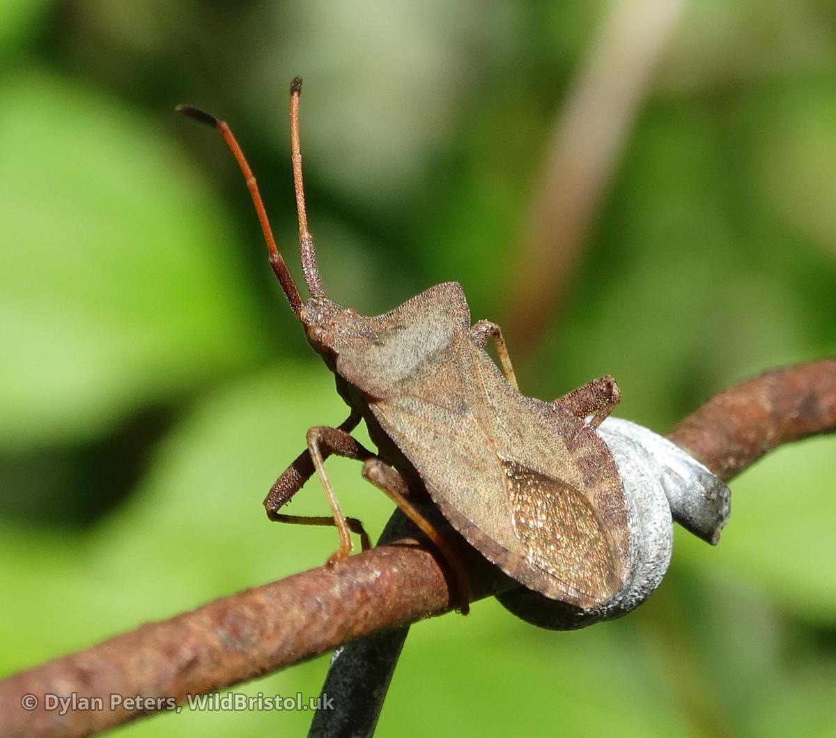 Dock Bug - (Coreus marginatus) - Species - WildBristol.uk