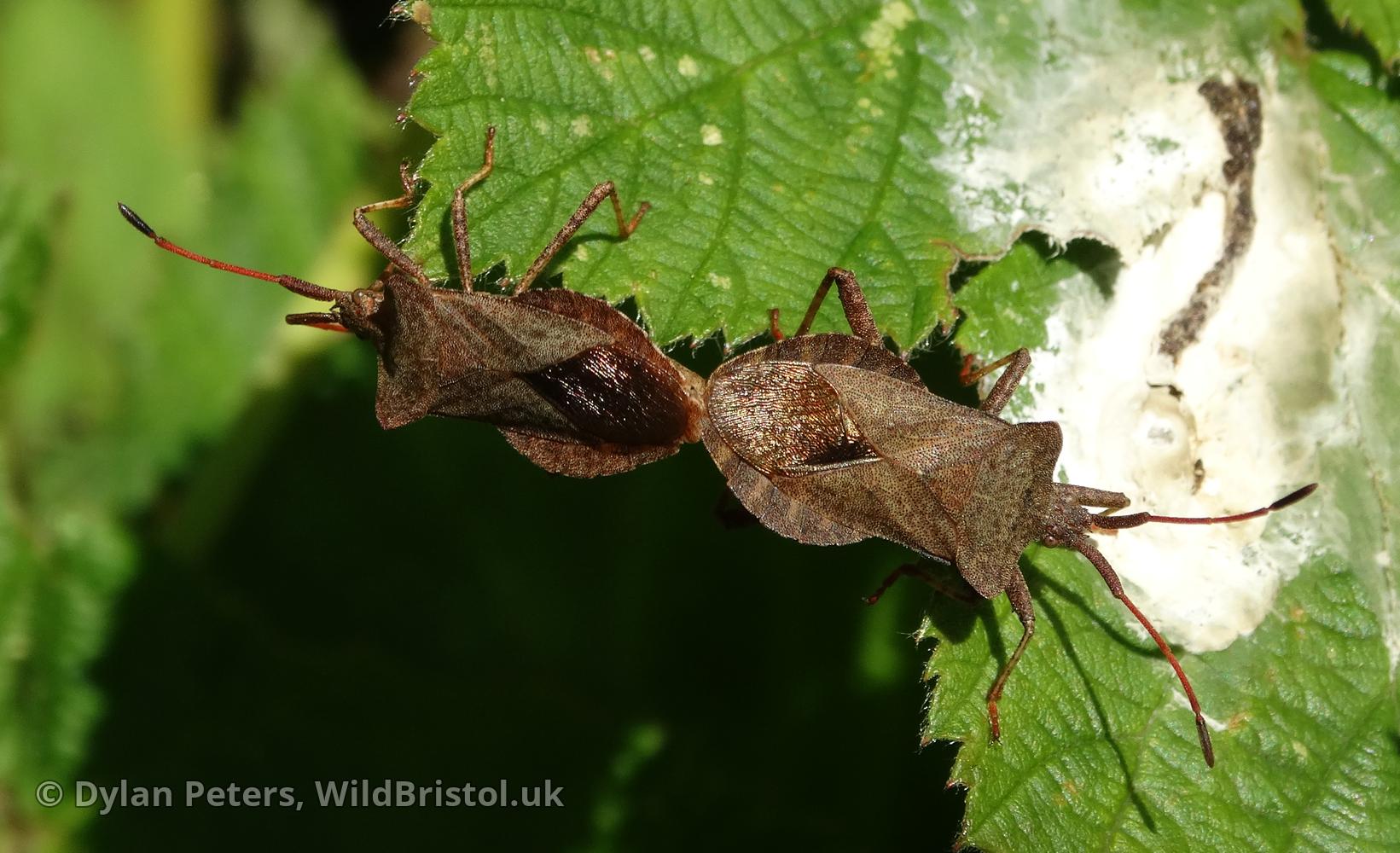 Dock Bug - (Coreus marginatus) - Species - WildBristol.uk