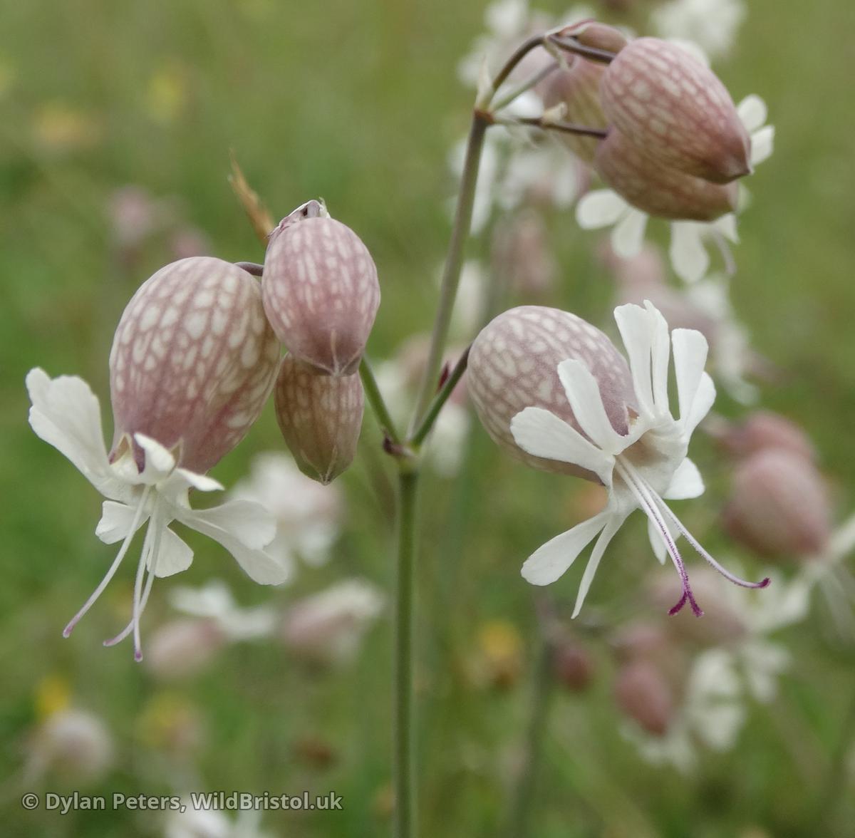 Bladder Campion - (Silene vulgaris) - Species - WildBristol.uk