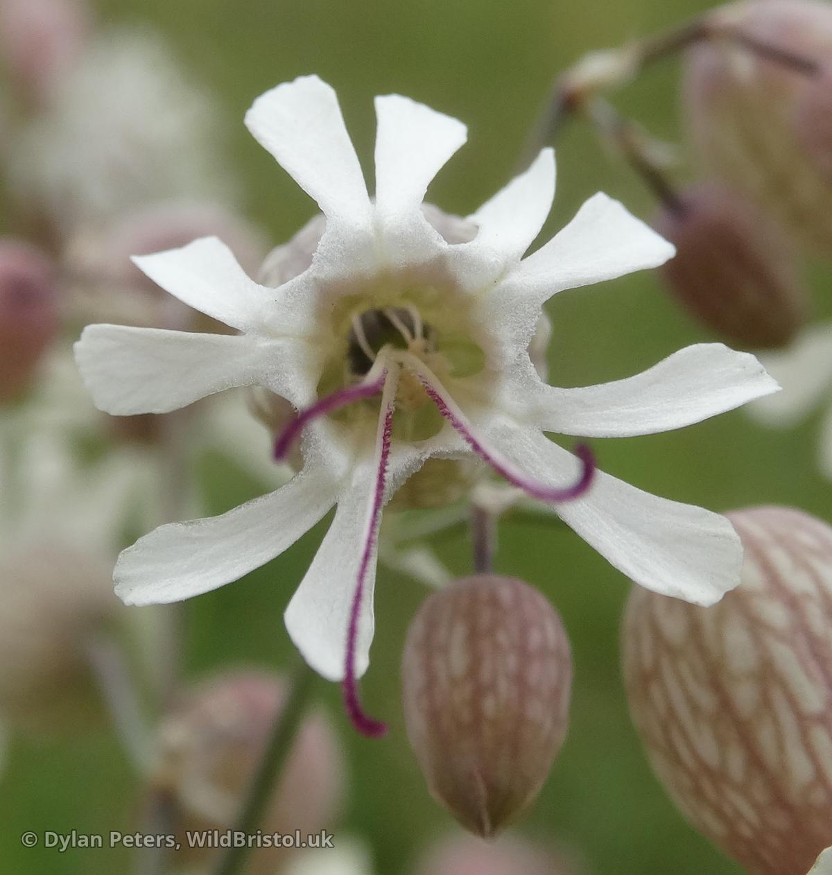 Bladder Campion - (Silene vulgaris) - Species - WildBristol.uk