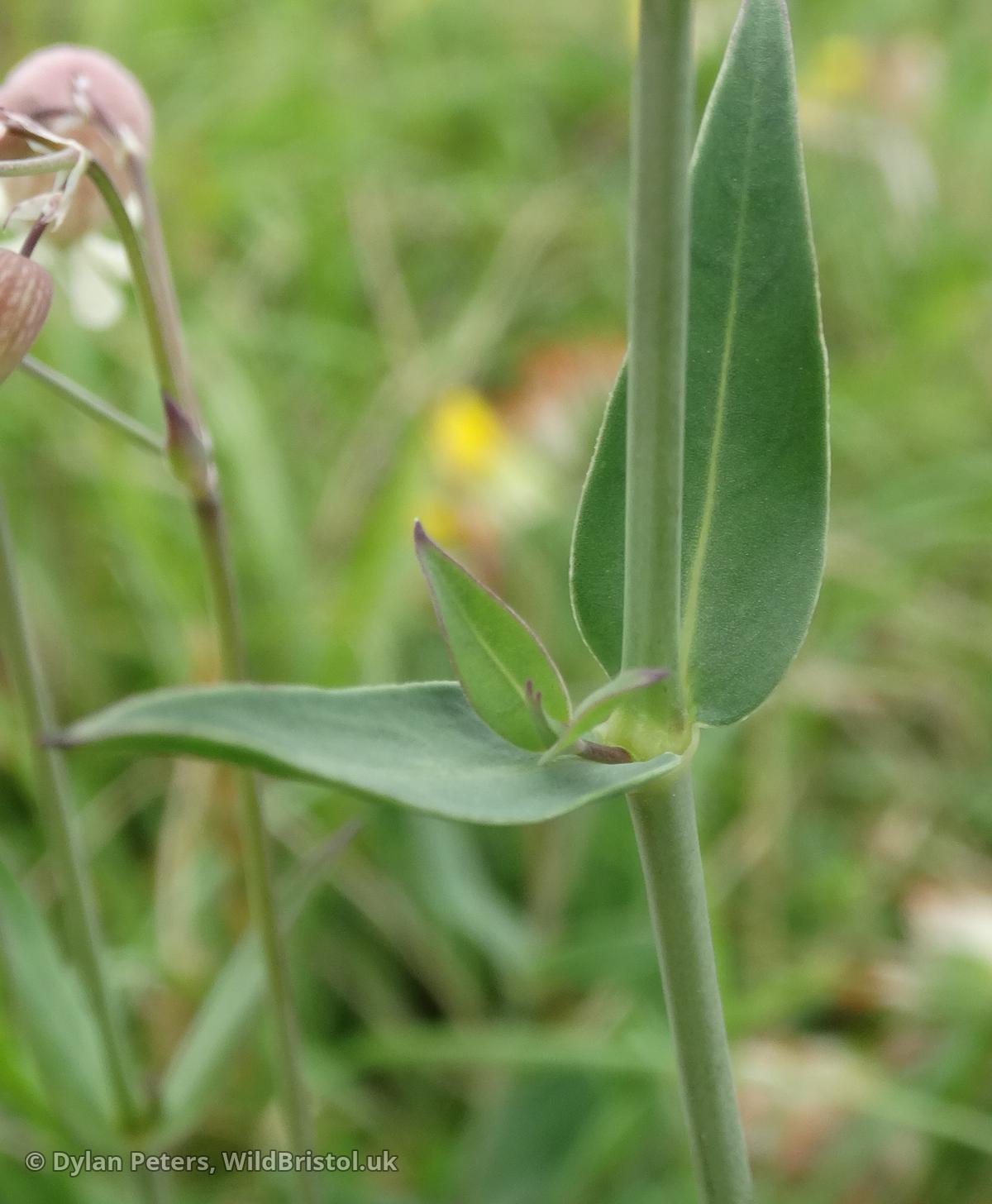 Bladder Campion - (Silene vulgaris) - Species - WildBristol.uk