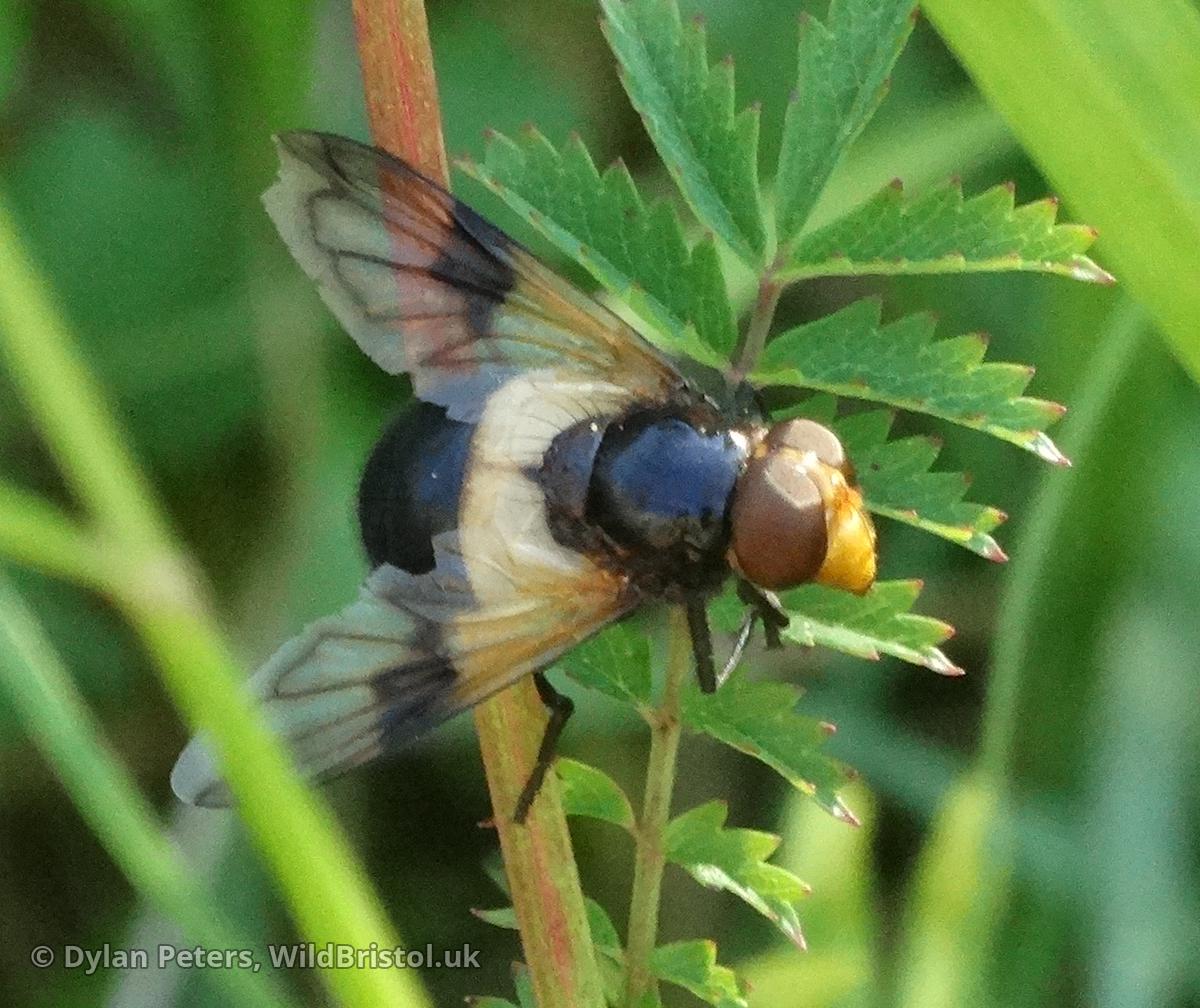 Pellucid Fly - (Volucella pellucens) - Species - WildBristol.uk
