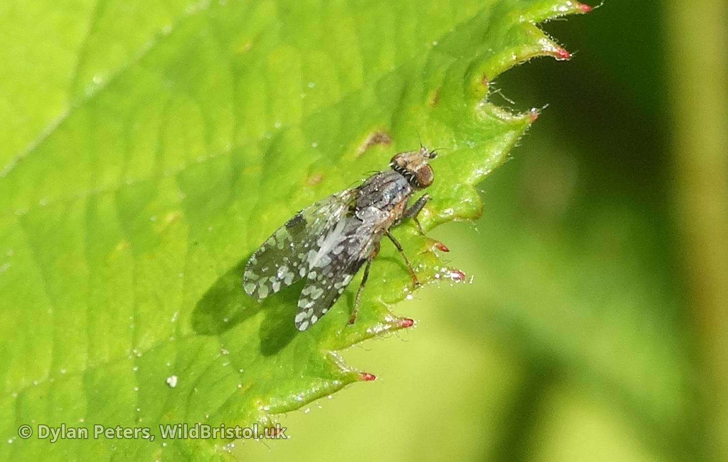 Tephritis neesii - (Tephritis neesii) - Species - WildBristol.uk