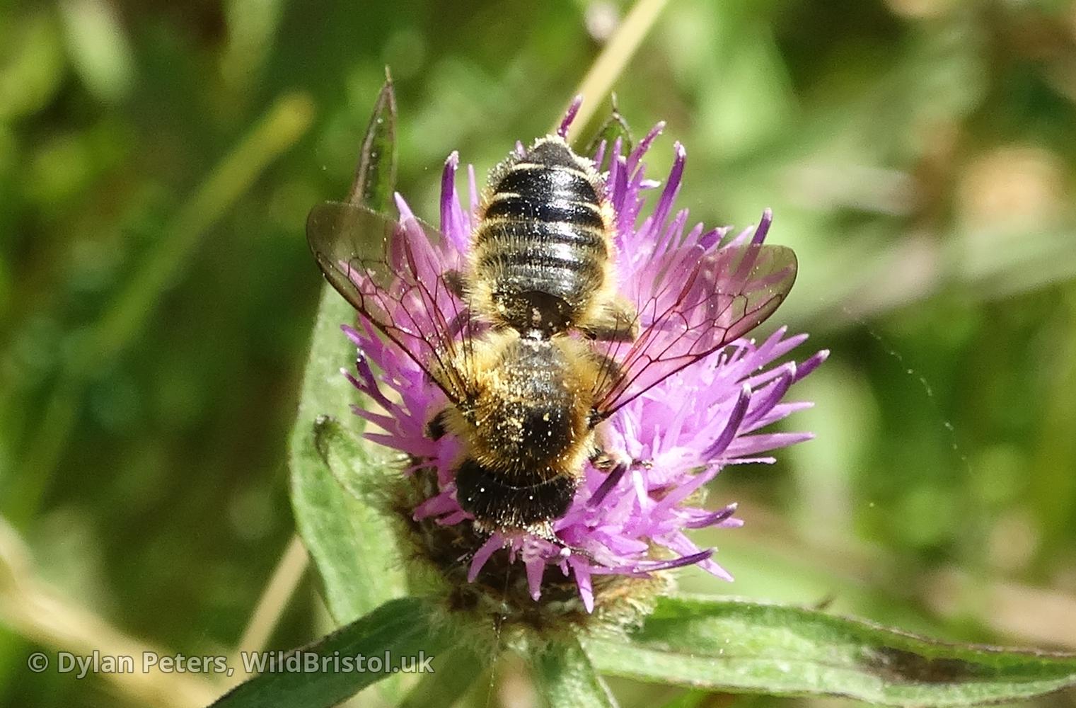 Patchwork Leafcutter Bee - (Megachile centuncularis) - Species ... Patchwork Leafcutter Bee - (Megachile centuncularis) - Species ...