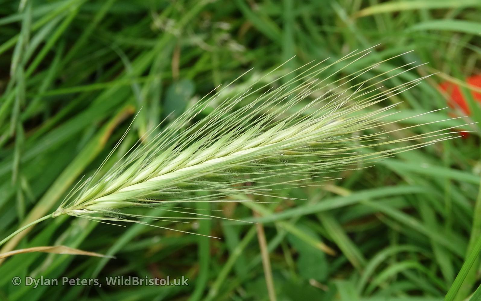Wall Barley - (Hordeum murinum) - Species - WildBristol.uk