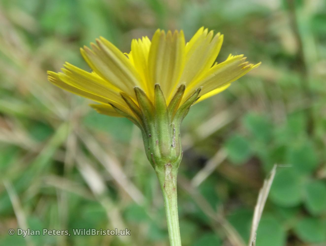 Lesser Hawkbit - (Leontodon saxatilis) - Species - WildBristol.uk