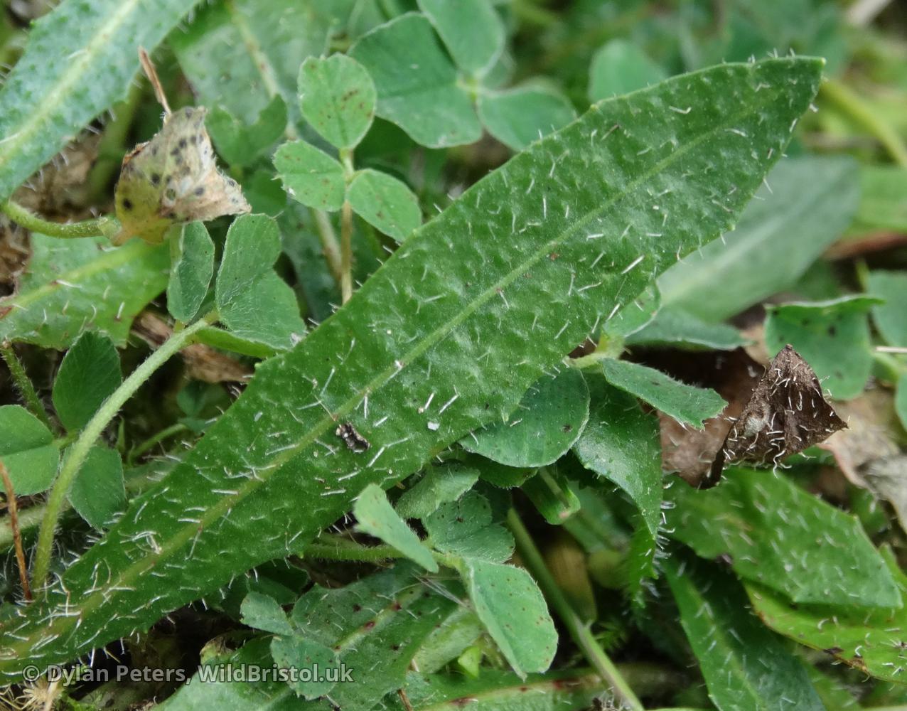 Lesser Hawkbit - (Leontodon saxatilis) - Species - WildBristol.uk