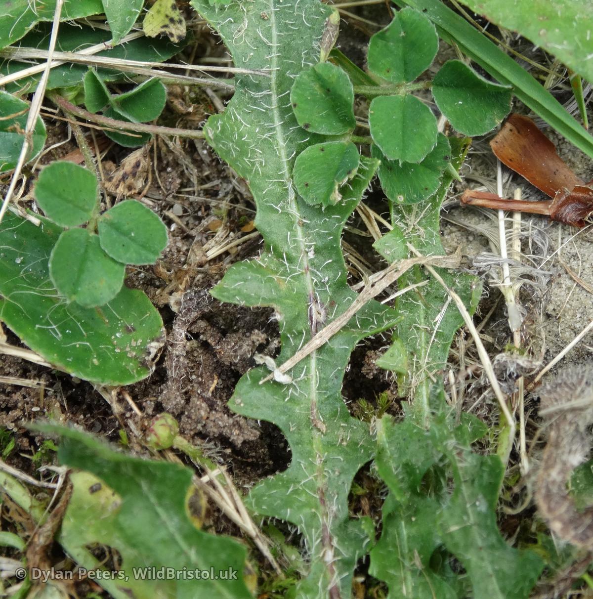 Lesser Hawkbit - (Leontodon saxatilis) - Species - WildBristol.uk