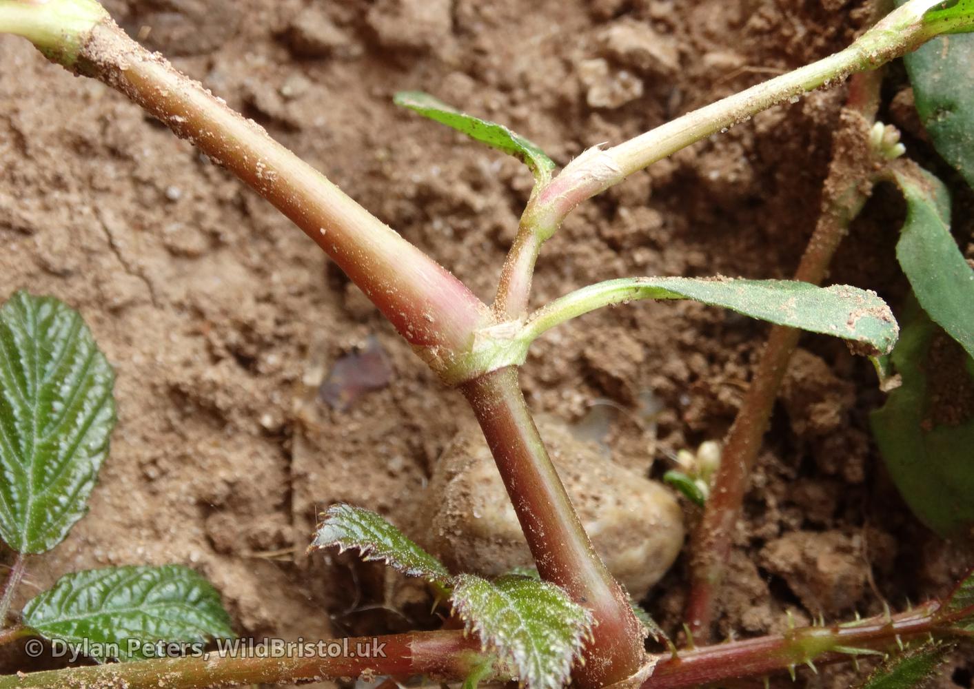 Pale Persicaria - (Persicaria lapathifolia) - Species - WildBristol.uk