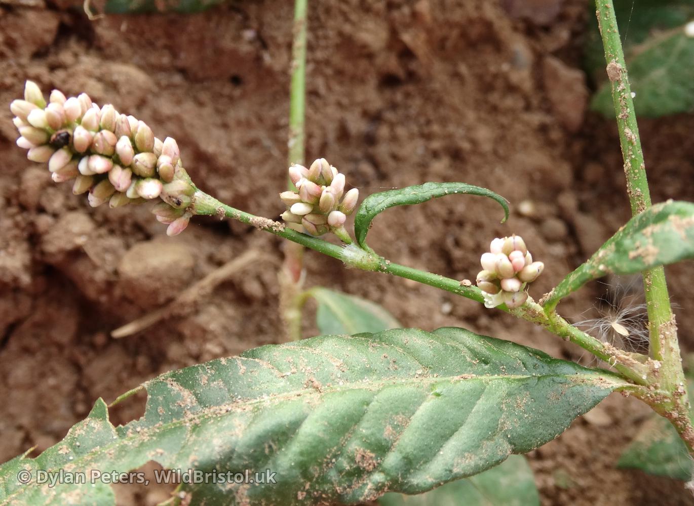 Pale Persicaria - (Persicaria lapathifolia) - Species - WildBristol.uk