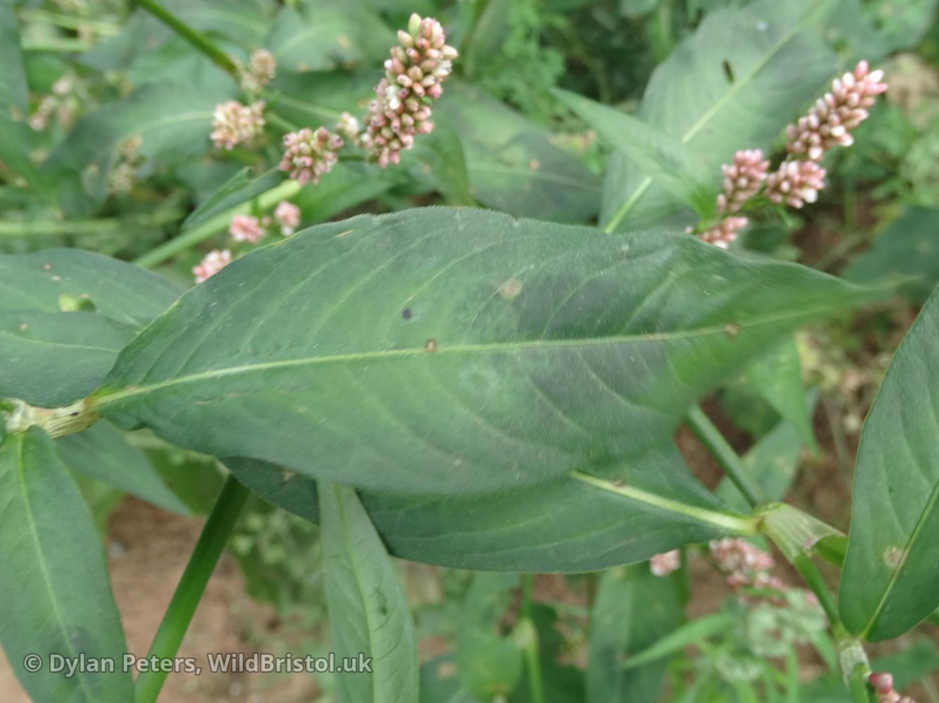 Pale Persicaria - (Persicaria lapathifolia) - Species - WildBristol.uk