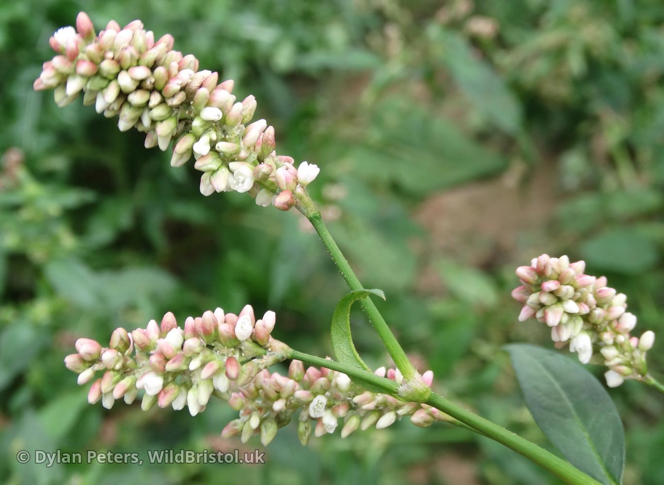 Pale Persicaria - (Persicaria lapathifolia) - Species - WildBristol.uk