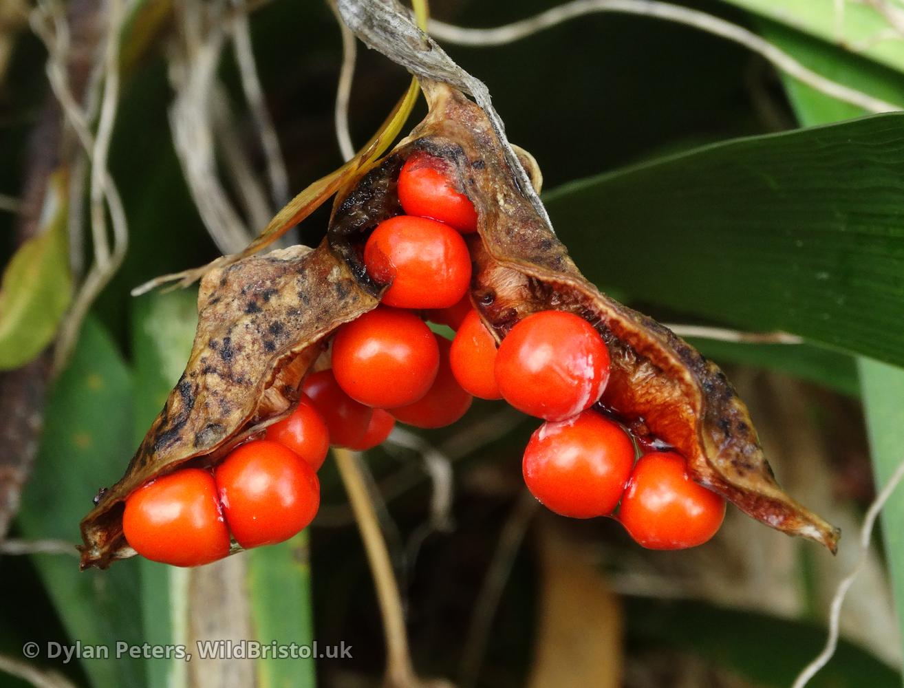 Stinking Iris - (Iris foetidissima) - Species - WildBristol.uk