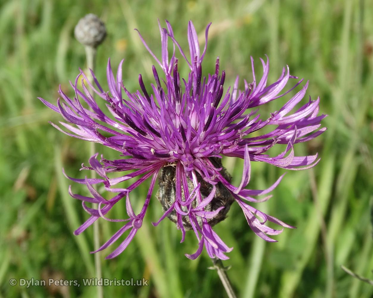 Greater Knapweed - (Centaurea scabiosa) - Species - WildBristol.uk