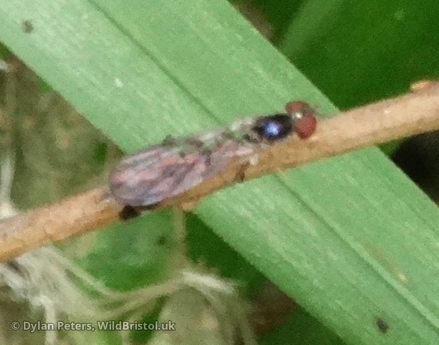 Gossamer Hoverfly - (Baccha elongata) - Species - WildBristol.uk